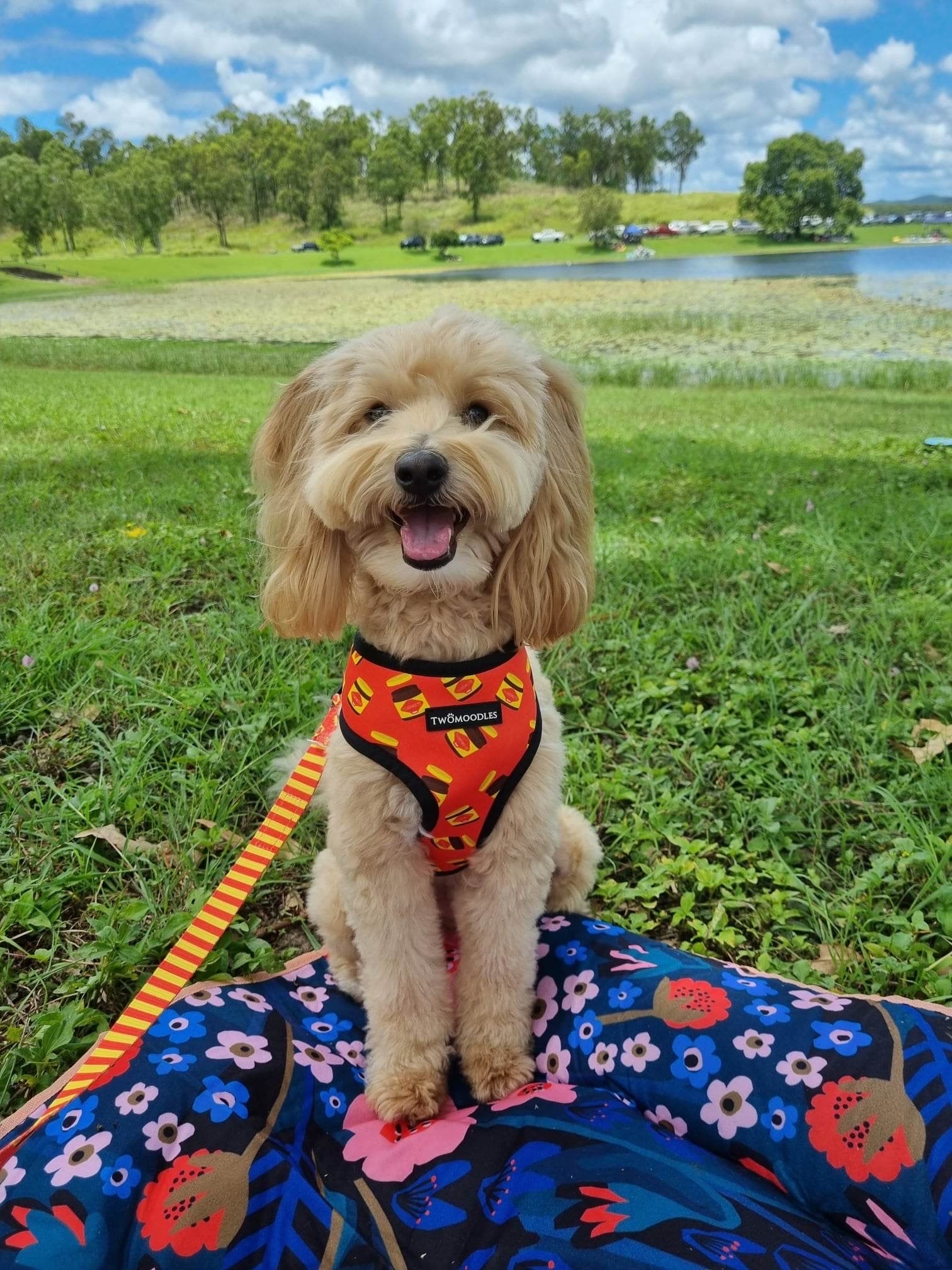 TWOMOODLES HARNESS REVERSIBLE - DOGEMITE — Twomoodles